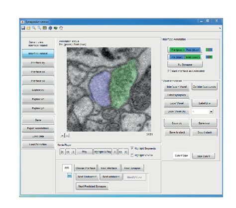 Figures And Data In Synem Automated Synapse Detection For Connectomics