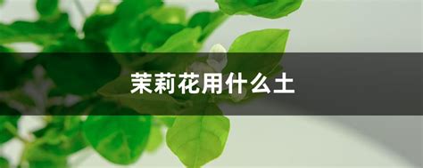 茉莉花用什么土怎么养护 花百科