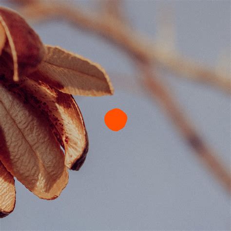 Building Your MVP With No Code Tools Airtree Ventures