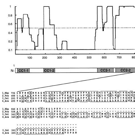 A Schematic Organization Of The Putative Coiled Coil Sequences Of