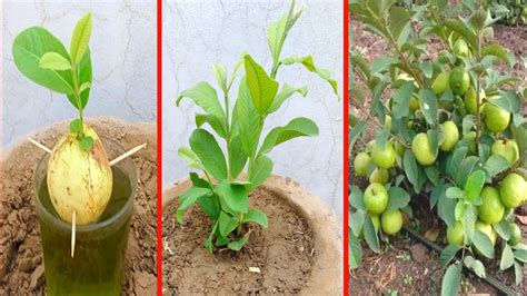 How To Grow Guava Tree From Guava Fruit At Home YouTube