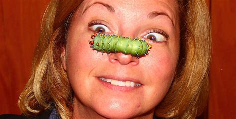 Cecropia Moth Caterpillar Poisonous