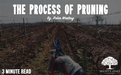 The Process Of Pruning Mighty Oaks Foundation