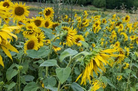 Sunflowers In The Field Yellow Crop In The Field In The Countryside Stock Image Image Of