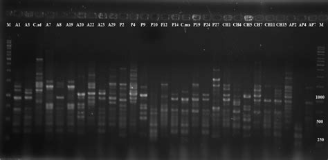 Banding Patterns Of Amplified Dna Fragments Of Yeast Isolate By Box Pcr