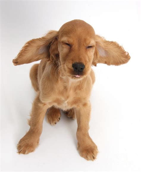 Cocker Spaniel Puppy Making A Face Photograph By Mark Taylor Pixels