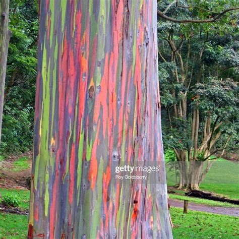 Rainbow Eucalyptus Etsy
