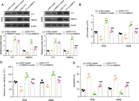 Rbm14 As A Novel Epigenetic Activated Tumor Oncogene Is Implicated In