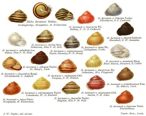 Mystery Snail Color Chart At Stephanie Elmer Blog