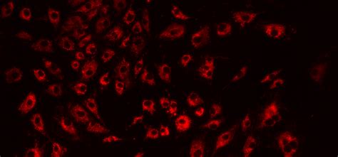 Motic Flexscan1 Fluorescence Slide Scanner Meyer Instruments