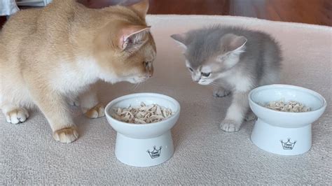 Vlog 08 고양이 합사 후 고양이 남매 고양이 브이로그 브리티쉬숏헤어 골든브리티쉬 블루골든브리티쉬 콩이와 나물이 고양이 일상 Youtube