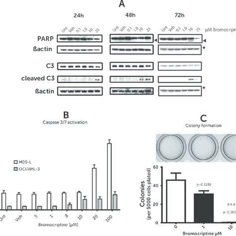 A Caspaseparp Cleavage B Caspase Activity Assay C Download