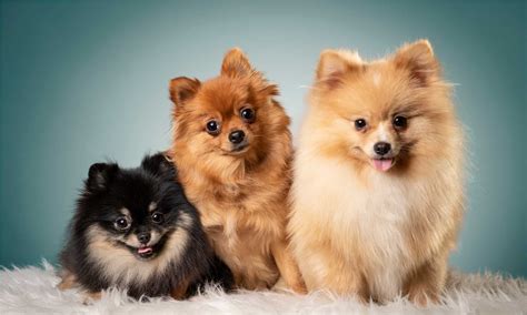 How Much Are Pomeranians At Melanie Clary Blog
