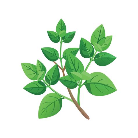 Oregano Plant Unique Artwork 57392666 Vector Art At Vecteezy