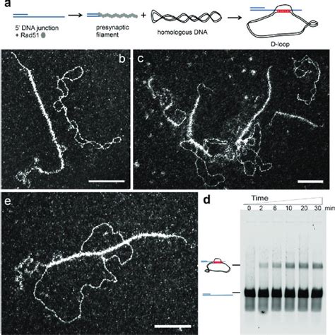 D Loop Assay Followed By Tem In Dark Field Mode Using Direct Adsorption