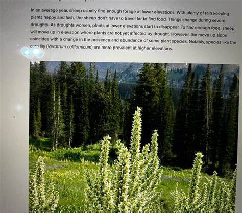 Solved Here Is A Reading On Cyclops Sheep After You Have