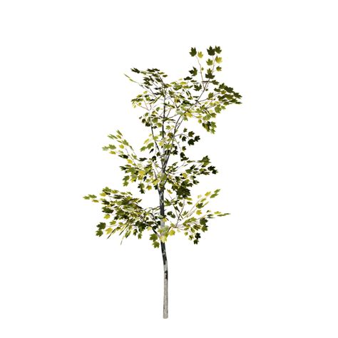 Sugar Maple Sapling Narrow 4 Speedtree