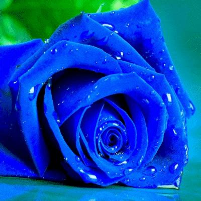 Dark Blue Roses Meaning