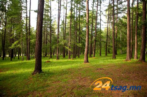 Орхон аймагт 23 мянган мод тарина