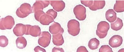 Histology Lab Exam 1 Flashcards Quizlet