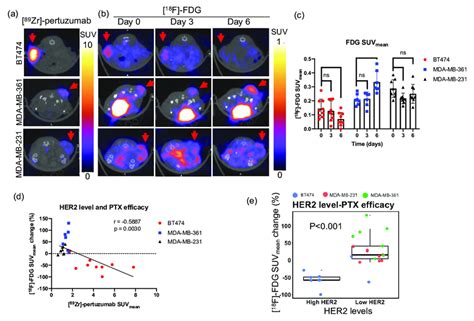 Her2 Expression Level Is Correlated With Paclitaxel Treatment Efficacy Download Scientific