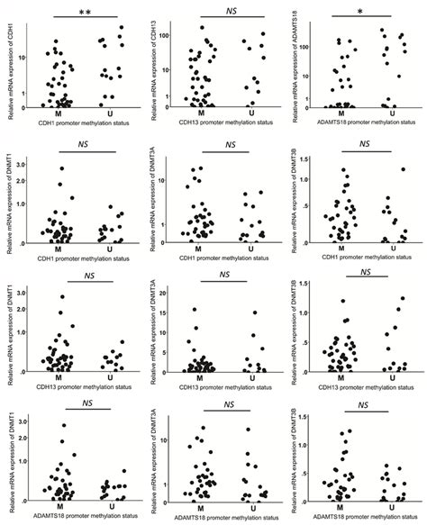 A Relative Cdh1 Cdh13 And Adamts18 Mrna Expression Levels And Their