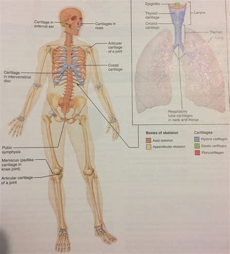 Lab 8 Diagram Quizlet