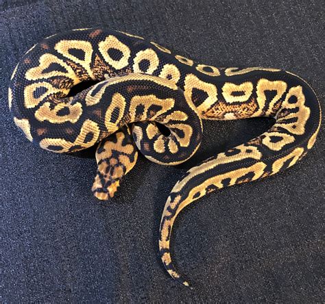 Spotnose Yellow Belly Clown Ball Python By Ct Reptiles Morphmarket