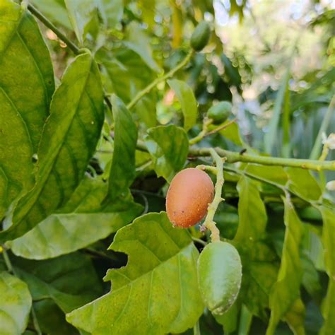 Wampee Food Forest Finds