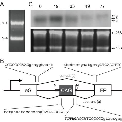Aberrant Splicing At The Cag Repeat Tract A Amplification Of Gfp Download Scientific Diagram