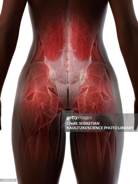 Lower Back And Buttock Anatomy Illustration High Res Vector Graphic