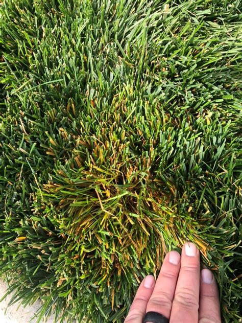 Why Is My Grass Turning Yellow How To Fix It