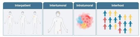 Tumor Heterogeneity In Cancer Research Why Diversity Within Tumors Matters Advanced Centre