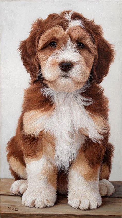 20 Creative Cockapoo Painting Ideas To Inspire Your Art Cockapoo Hq