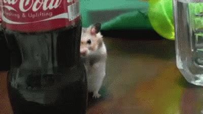 Creepy Hamster  Creepy Hamster Stalker Discover And Share S