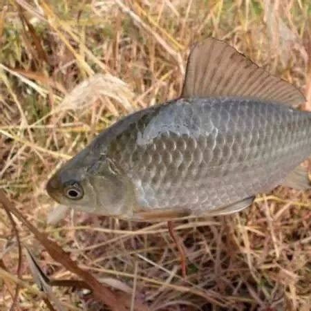 家门前的水沟里钓不完的野鲫鱼怎么吃起来有股煤油味 污染 柴油 异味