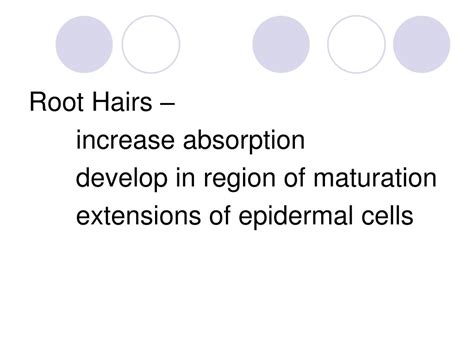 PPT ROOT SYSTEMS PowerPoint Presentation Free Download ID 424995
