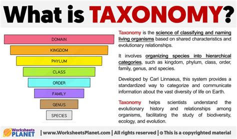 What Is Taxonomy Definition Of Taxonomy