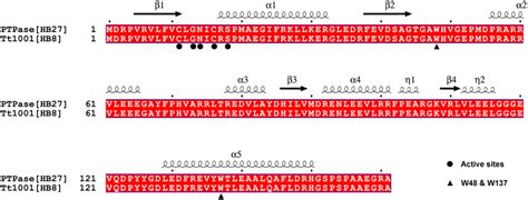 The Sequence Alignment Of Ptpase With Tt1001 Protein Download Scientific Diagram