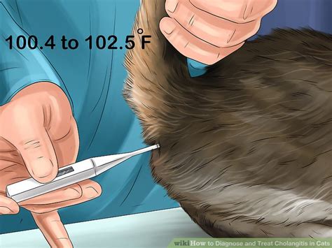 How To Diagnose And Treat Cholangitis In Cats 14 Steps