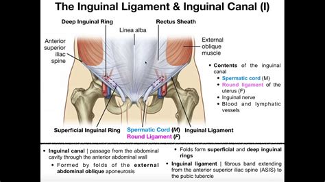 Anatomy The Inguinal Ligament And Inguinal Canal Youtube
