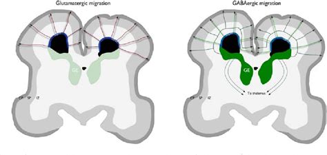 Figure 1 From Radial And Tangential Neuronal Migration Pathways In The Human Fetal Brain