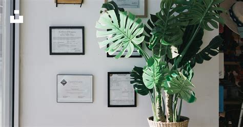 소파와 화분이 있는 거실 사진 Unsplash의 무료 식물 이미지