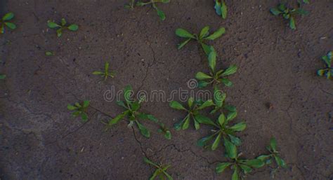 Grass On A Flat Surface Stock Image Image Of Wallpaper 215209277