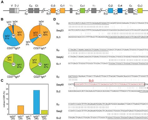 Molecular Analysis Of Ig Class Switching In Iga ؉ And Igg ؉ Memory Download Scientific Diagram