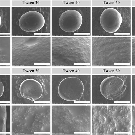 Scanning Electron Microscopy Images With Different Magnifications Of Download Scientific