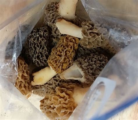 Vol 27 Issue 1365 March 30 2023 Oklahoma History