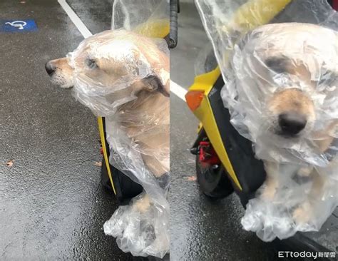 雨天硬要跟！汪星人被包緊石化了「僅露鼻子」：我是誰我在哪 Ettoday寵物雲 Ettoday新聞雲