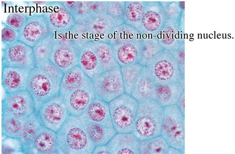 Microsporogenesis