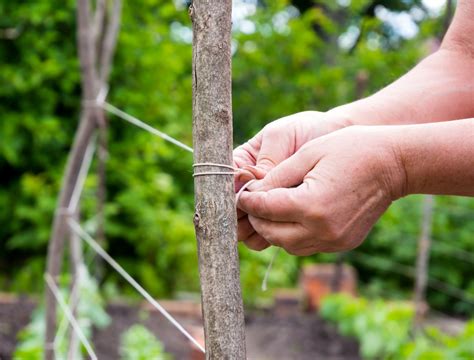 Use Tree Branches To Build A Diy Trellis
